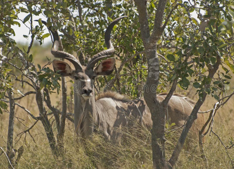 Greater kudu stock photo. Image of animal, hide, wildlife - 29165476