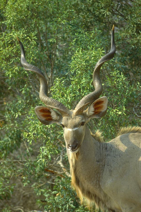 Zebra Sunset stock photo. Image of grass, safari, clouds - 14470036