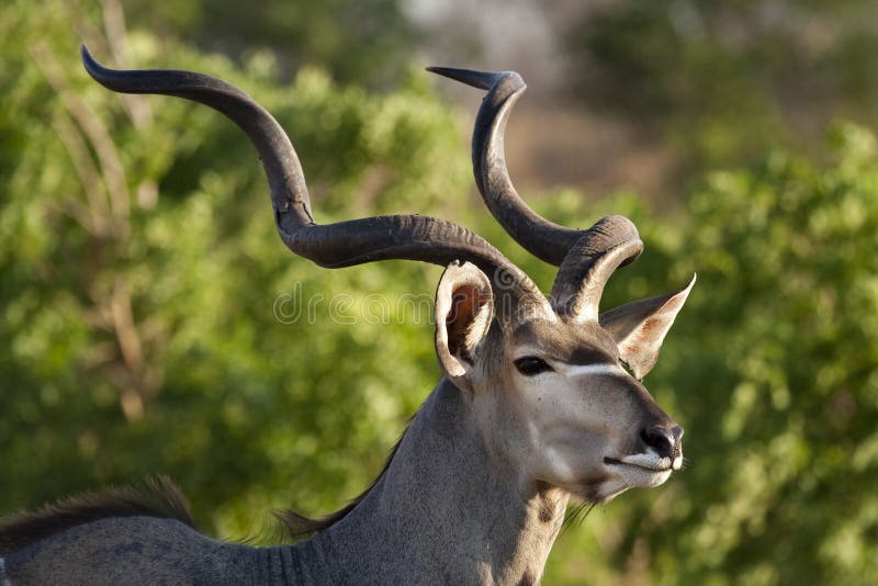 Greater Kudu Close-up, Botswana Stock Photo - Image of botswana, park ...