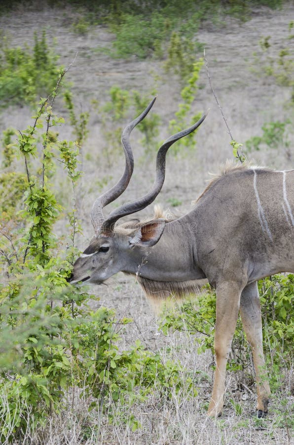 Male Kudu Antelope Eating stock photo. Image of alert - 13567856