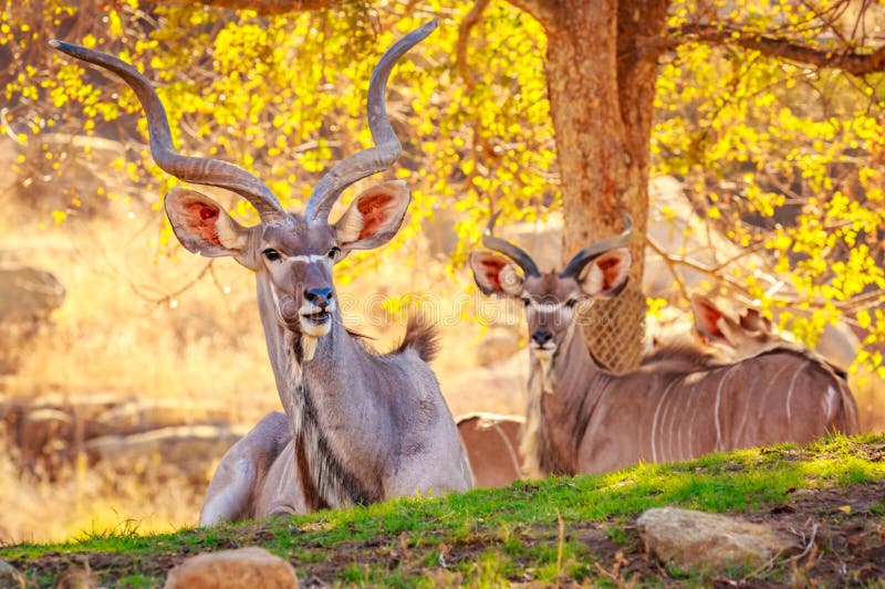 Greater Kudu stock image. Image of antelope, states - 112443503