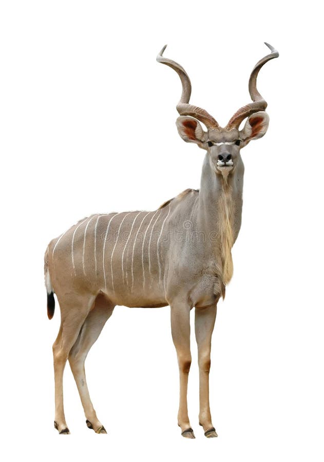 Kudu stock image. Image of tragelaphus, animal, savannah - 29754963