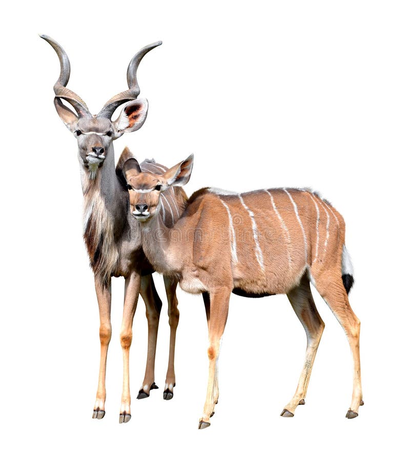 Greater kudu stock image. Image of hooves, mammal, kudu - 38801771
