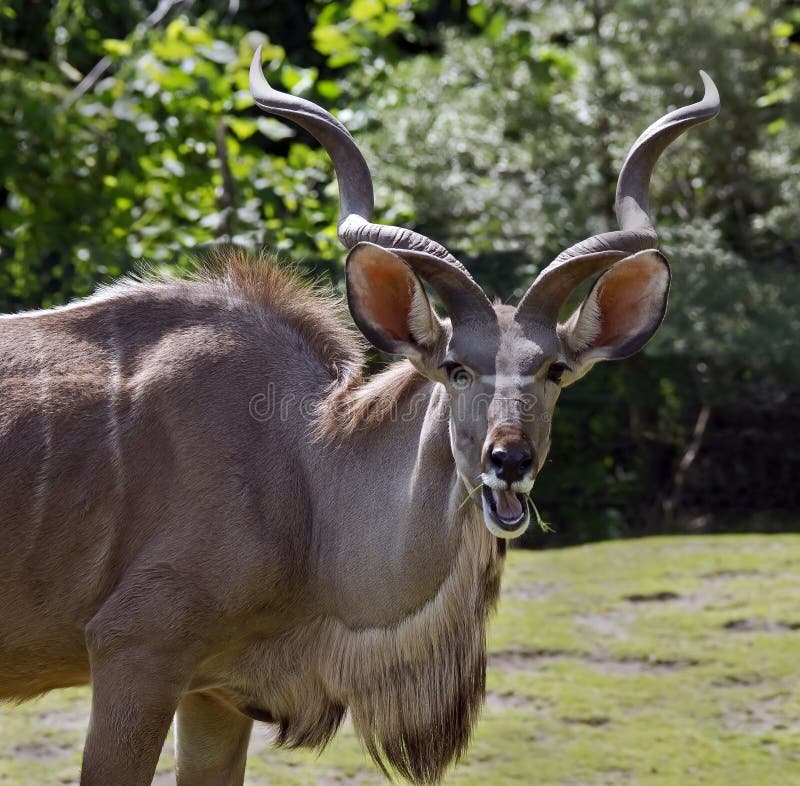 Greater kudu 1 stock photo. Image of wildlife, wild, graze - 57135828