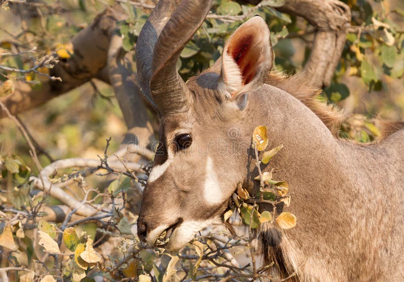 Greater Kudu in Namibia stock photo. Image of africa - 126600922
