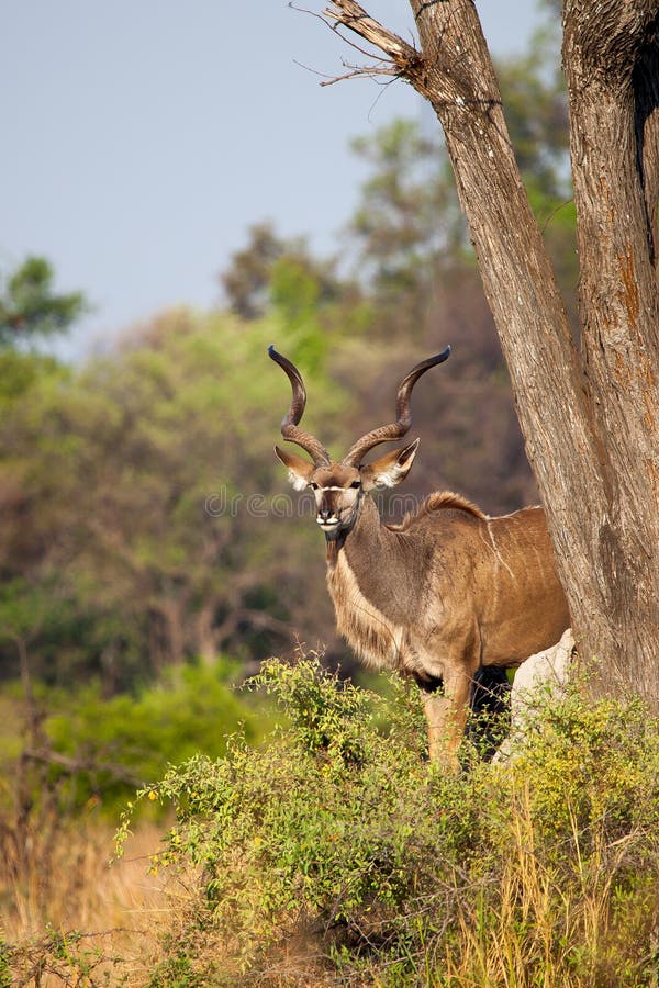 Greater Kudu stock photo. Image of hoof, ears, intelligent - 33925700