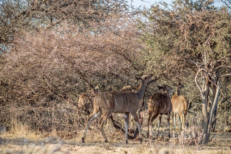 Greater Kudu Standing Under Bushveld Tree Stock Image - Image of kruger ...