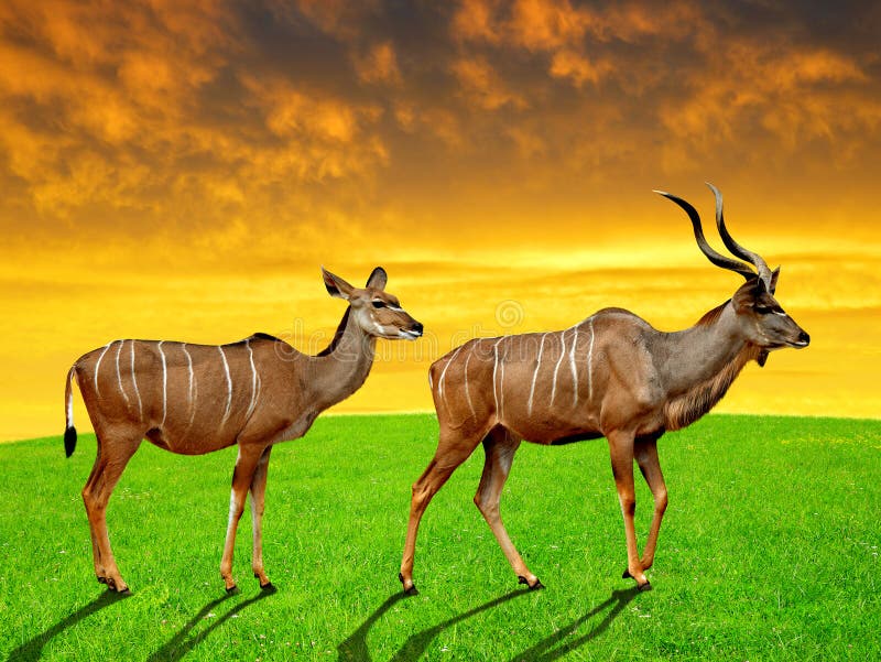 Danger, Be Alert - Kudu and Wildlife Crossing Road Sign - Drivers Be ...