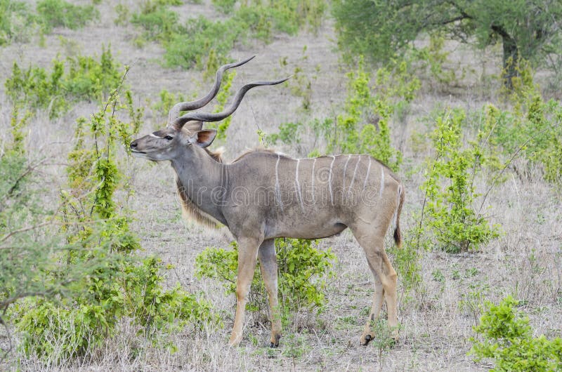 Kudu eating stock photo. Image of kudu, mammals, vegetation - 6375202