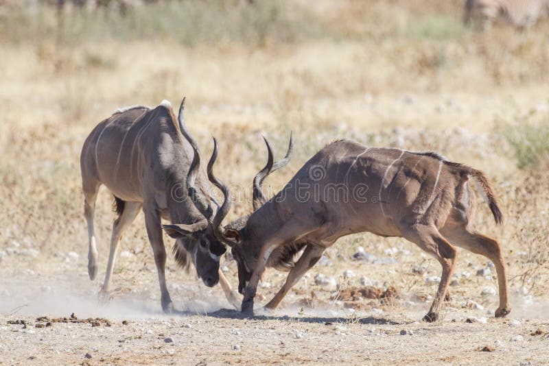 Two Fighting Kudus stock image. Image of kudu, kruger - 22216999