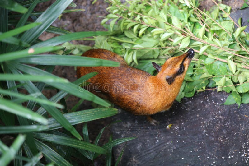 Greater mouse deer stock photo. Image of chevrotain, mammal - 50875634