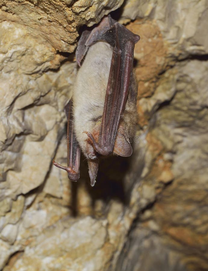 Greater Mouse-eared Bat ( Myotis Myotis) Stock Image - Image of black ...