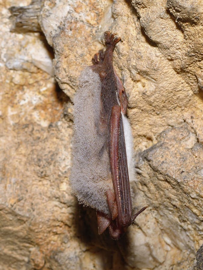 Greater Mouse-eared Bat ( Myotis Myotis) Stock Image - Image of dracula ...