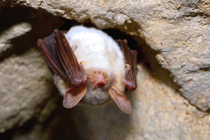 Greater Mouse-eared Bat ( Myotis Myotis) Stock Photo - Image of caving ...