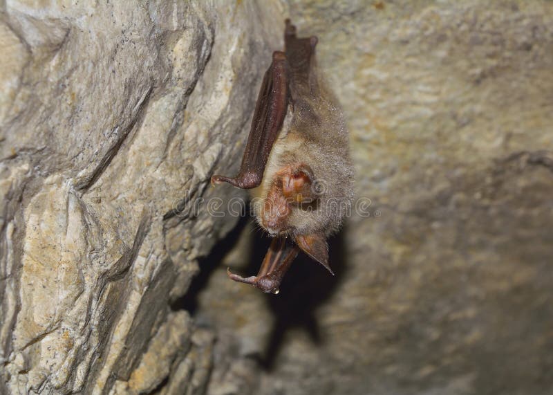 Greater Mouse-eared Bat ( Myotis Myotis) Stock Image - Image of caving ...