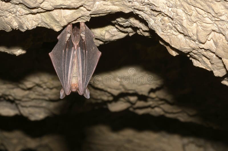 Greater Mouse-eared Bat Myotis Myotis in the Cave Stock Photo - Image ...