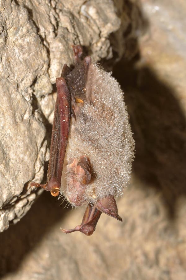 Greater Mouse-eared Bat Myotis Myotis in the Cave Stock Image - Image ...
