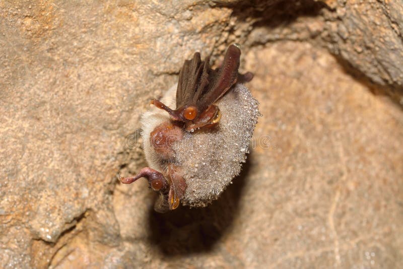 Greater Mouse-eared Bat Myotis Myotis in the Cave Stock Photo - Image ...