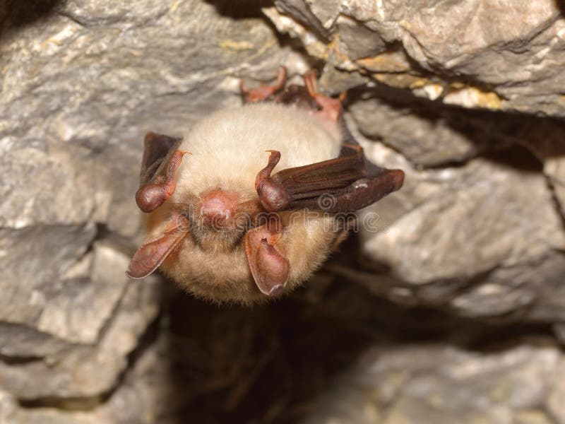 Greater Mouse-eared Bat Myotis Myotis in the Cave Stock Image - Image ...