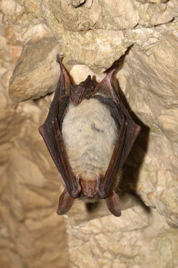 Greater Mouse-eared Bat Myotis Myotis in the Cave Stock Image - Image ...