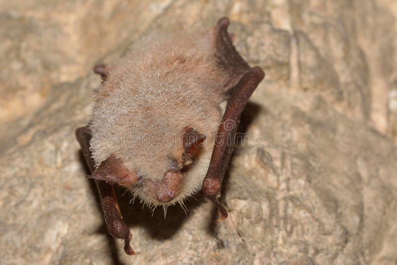 Greater Mouse-eared Bat Myotis Myotis in the Cave Stock Image - Image ...