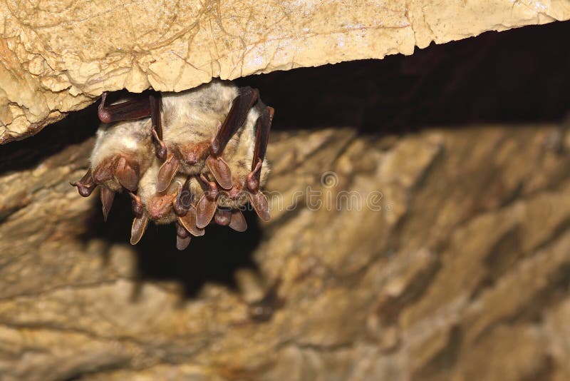 Greater Mouse-eared Bat Myotis Myotis in the Cave Stock Image - Image ...
