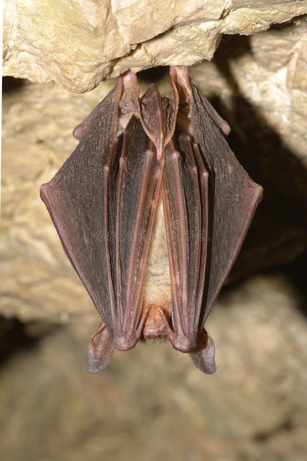 Greater Mouse-eared Bat Myotis Myotis in the Cave Stock Image - Image ...