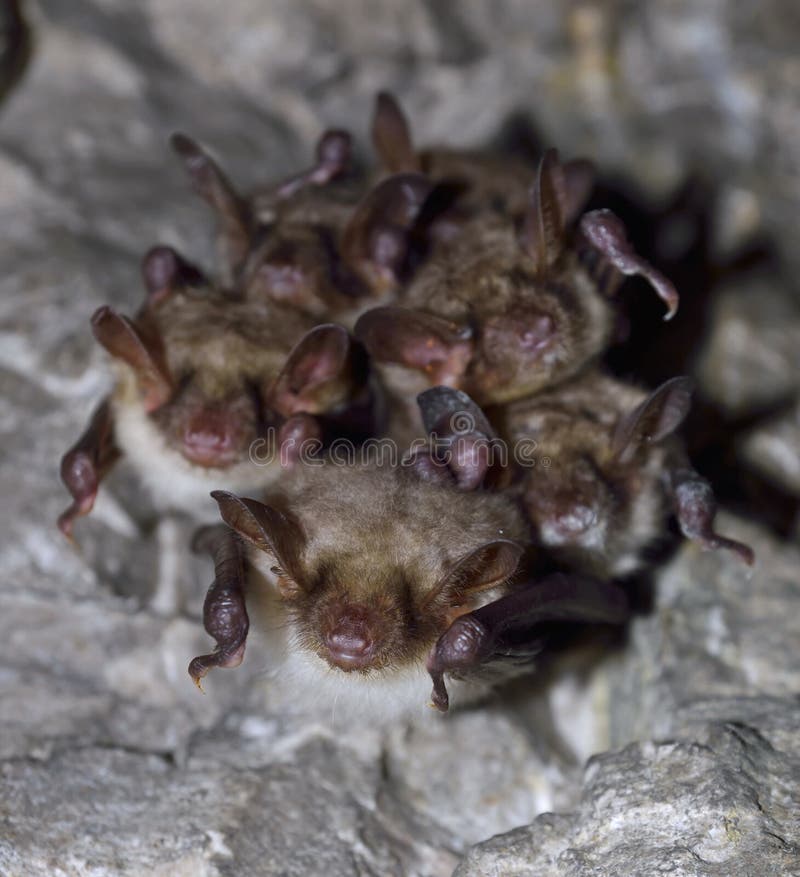 Greater Mouse-eared Bat ( Myotis Myotis) Stock Image - Image of dark ...