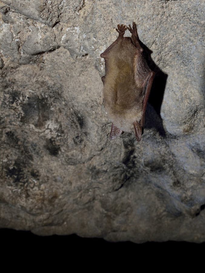 Greater Mouse-eared Bat ( Myotis Myotis) Stock Photo - Image of ...