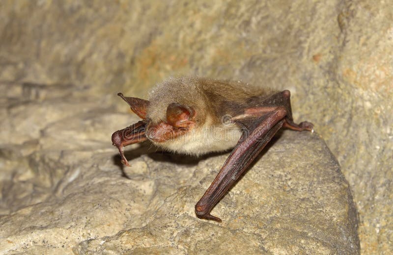 Baby Bat Sitting on Finger stock image. Image of wildlife - 25665523