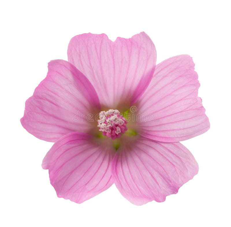 Mallow stock photo. Image of flower, green, macro, poppy - 99167558