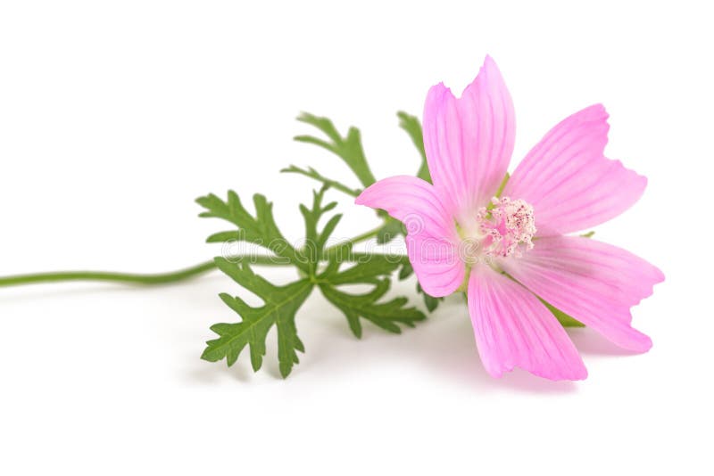 Musk Mallow Malva Moschata Flower Stock Photo - Image of bloom, malva ...