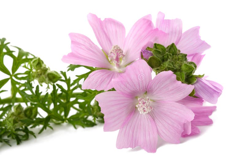 Greater Musk Mallow Flowers Stock Photo - Image of plant, pollen: 265816018