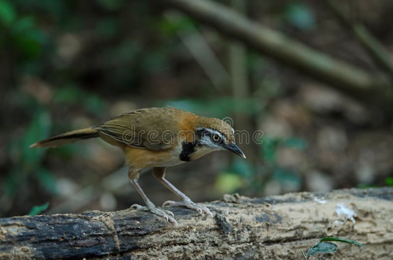 Greater Necklaced Laughingthrush Garrulax Pectoralis Stock Image ...