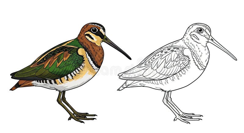 Painted Snipe Stock Illustrations – 13 Painted Snipe Stock ...