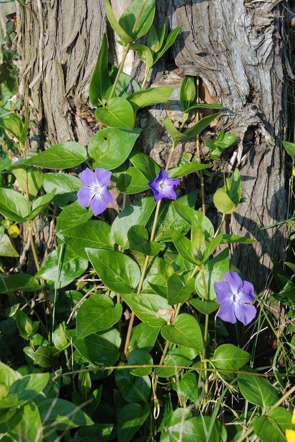 Greater Periwinkle stock image. Image of purple, flower - 72548297