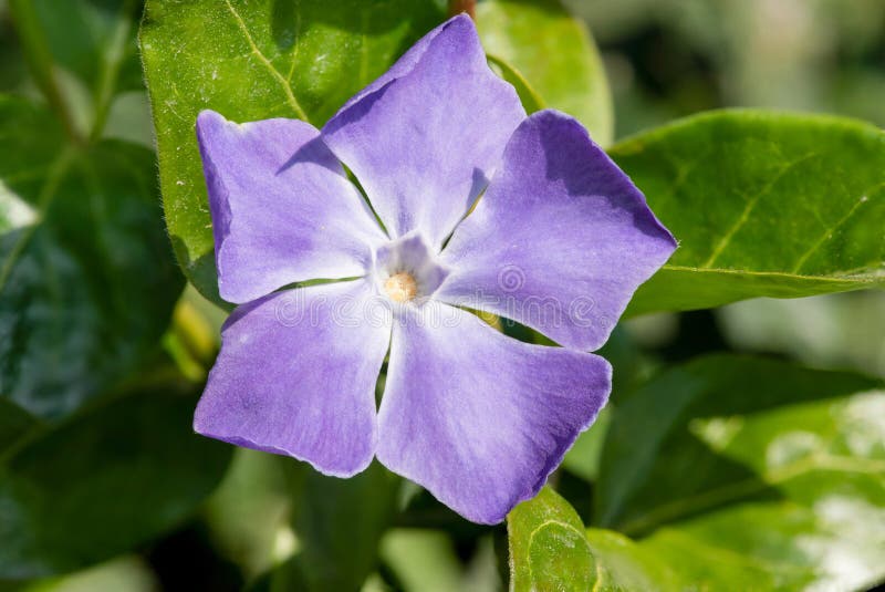 Greater Periwinkle Vinca Major Flower Stock Photo - Image of horizontal ...