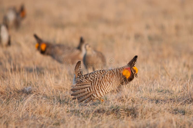 Greater Prairie Chickens stock image. Image of spring - 36824109