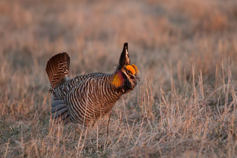 Female Lesser Prairie Chicken Stock Image - Image of watching, bird ...