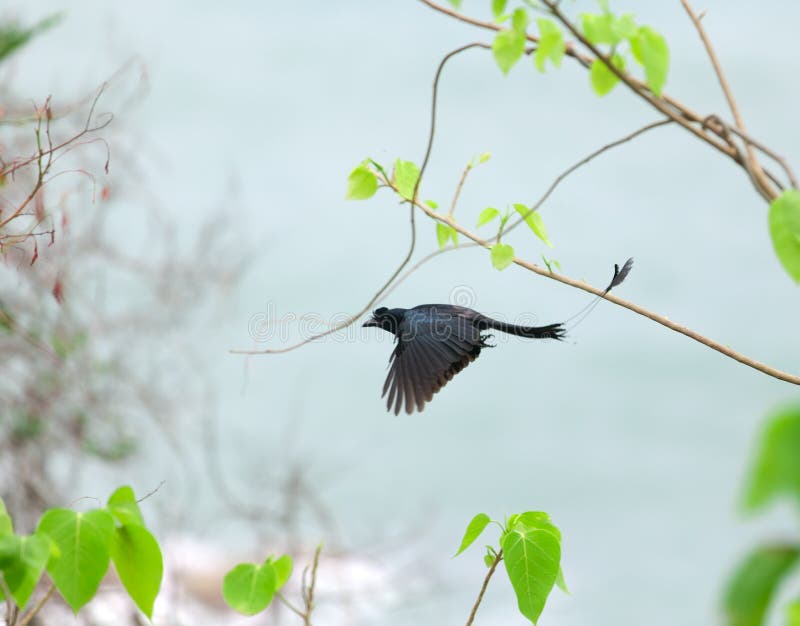 Greater Racket-tailed Drongo Bird in Nepal Stock Image - Image of ...