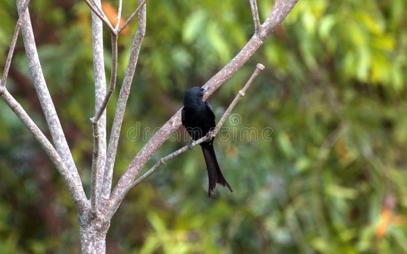 The Greater Racket-tailed Drongo Bird in Nature, India Stock Photo ...