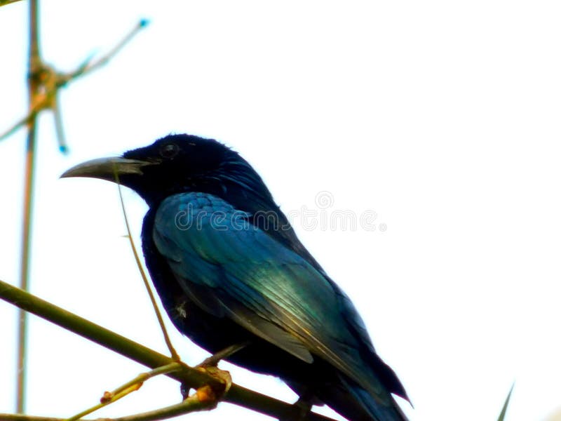 Greater Racket-tailed Drongo Bird on Tree Isolated on White Background ...