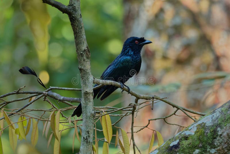 Greater Racket-tailed Drongo - Dicrurus Paradiseus, Asian Bird ...
