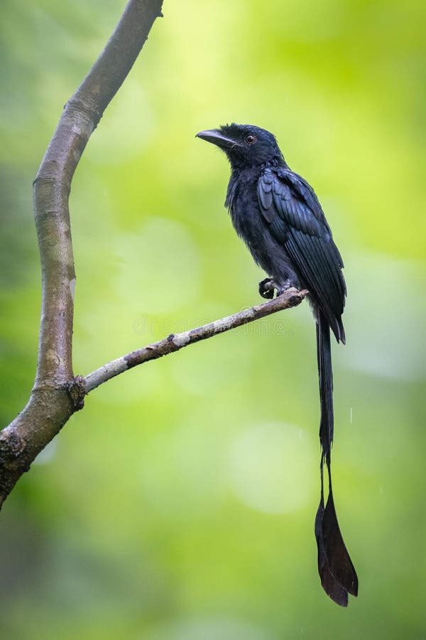 Great Racket Tailed Drongo Sitting Tree Branch Stock Photos - Free ...