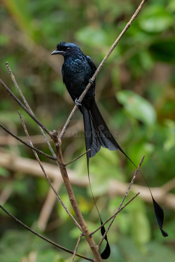 Accomplished Mimic Stock Photos - Free & Royalty-Free Stock Photos from ...