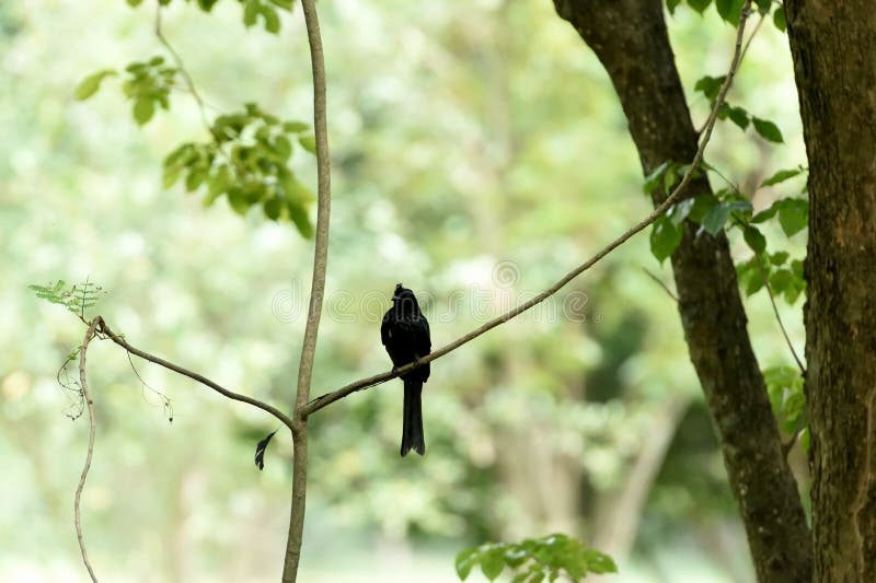Greater Racket - Tailed Drongo Stock Photo - Image of black, feather ...