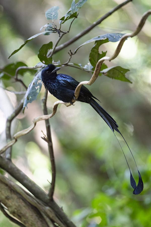 Greater Racket - Tailed Drongo Stock Photo - Image of flock, webbing ...