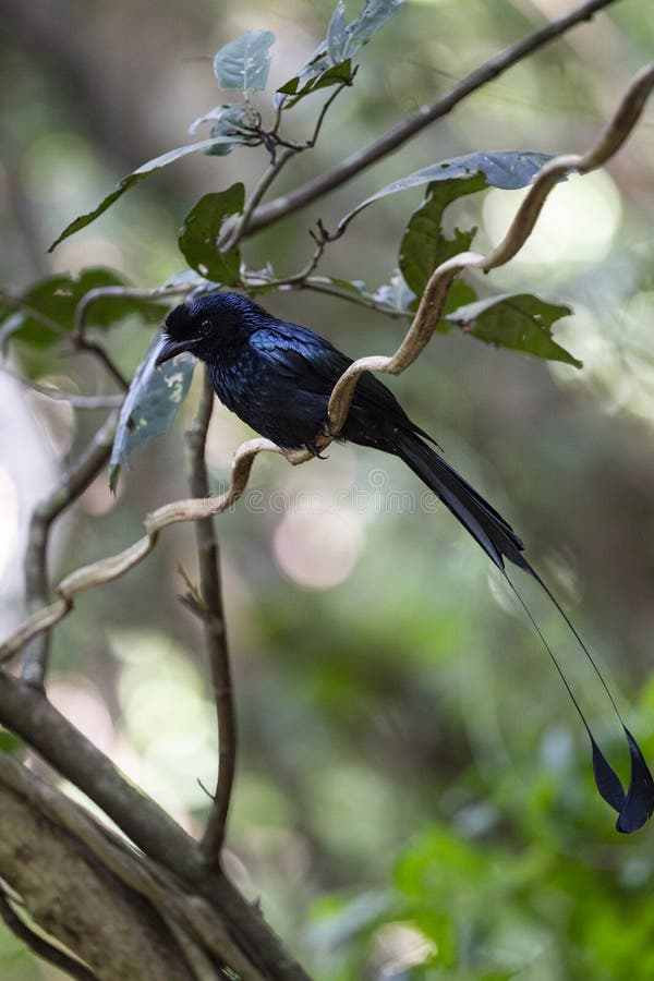Greater Racket - Tailed Drongo Stock Image - Image of webbing ...