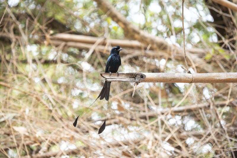 Greater Racket - Tailed Drongo Stock Image - Image of imitator, drongo ...