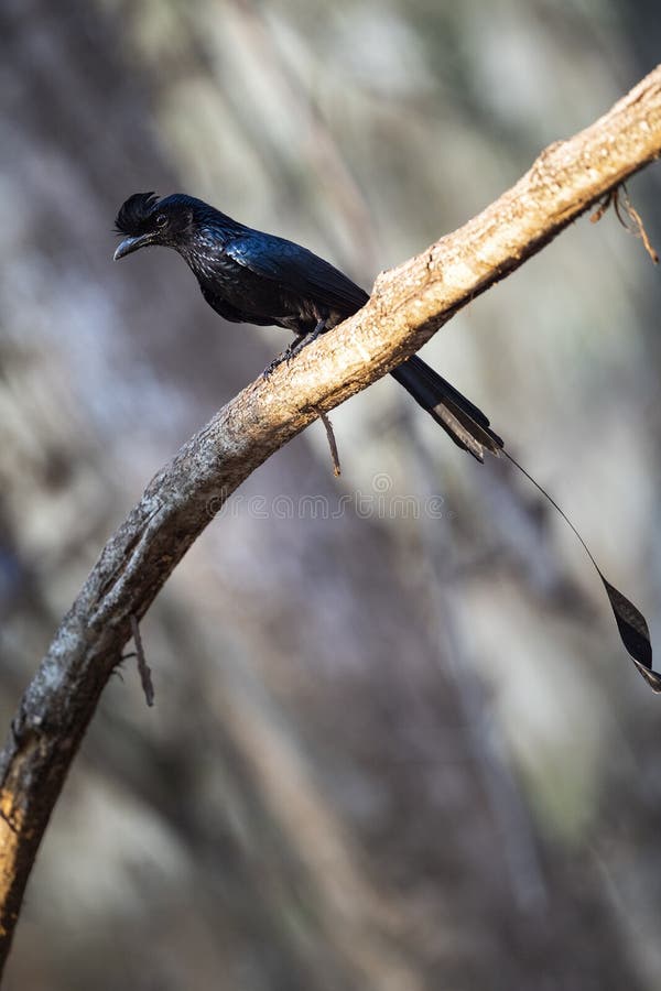 Greater Racket - Tailed Drongo Stock Photo - Image of curled ...